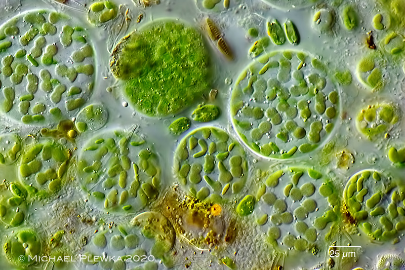 Limnic and other micro-organisms from Germany: Chlorogonium fusiforme ...