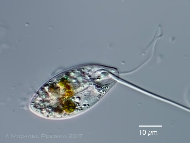 Freshwater and other micro-organisms from Germany: Anisonema acinus Duj ...