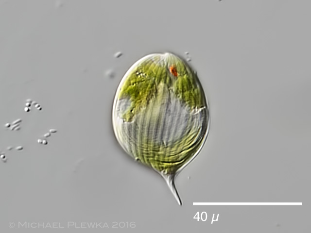 Freshwater and other micro-organisms from Germany: Phacus orbicularis ...