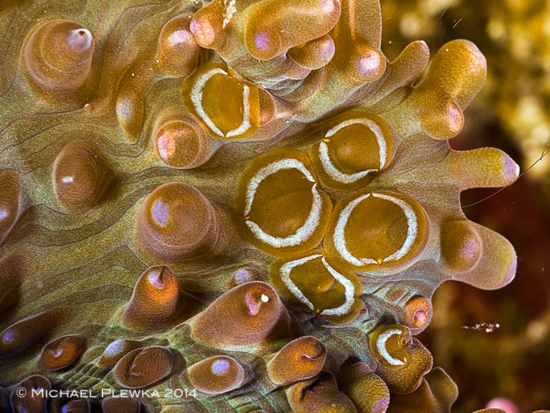 pling: critters of the coral triangle: Waminoa sp- acoel flatworm
