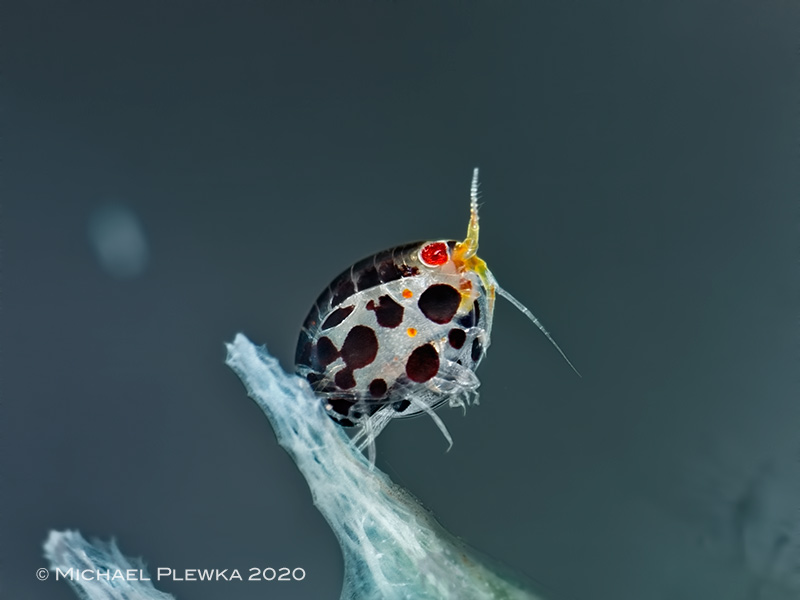 critters of the coral triangle; Cyproidea ornata - "Ladybug Amphipod ...