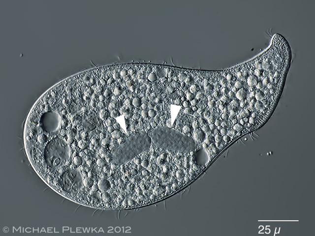 Freshwater and other micro-organisms from Germany: Dileptus conspicuus ...