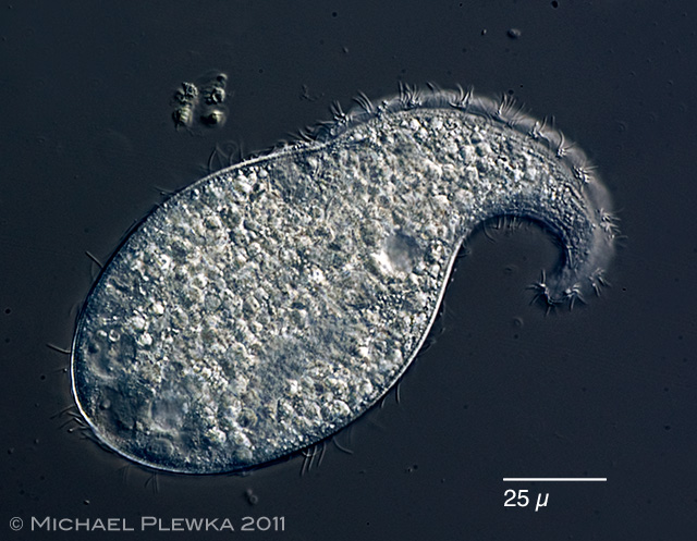 Freshwater and other micro-organisms from Germany: Dileptus conspicuus ...