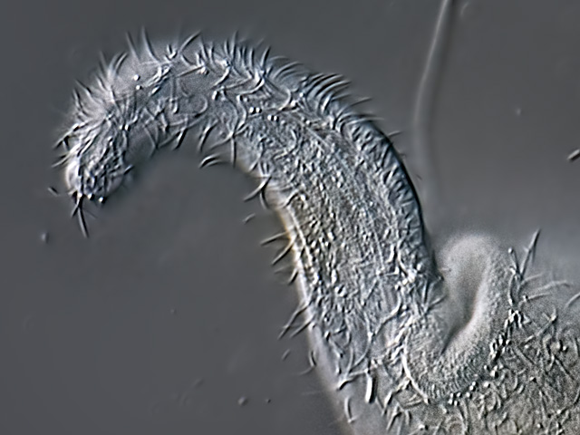 Freshwater and other micro-organisms from Germany: Dileptus ...