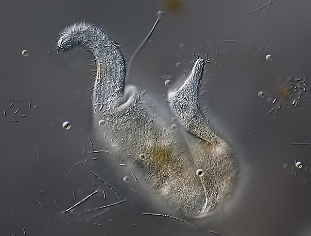 Freshwater and other micro-organisms from Germany: Dileptus ...