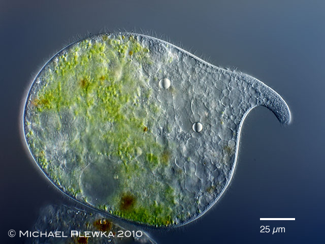 Freshwater and other micro-organisms from Germany: Dileptus ...