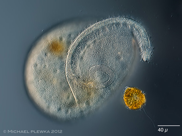 Stefansbachtal Gevelsberg: Leben im Teich: Paradileptus elephantinus ...