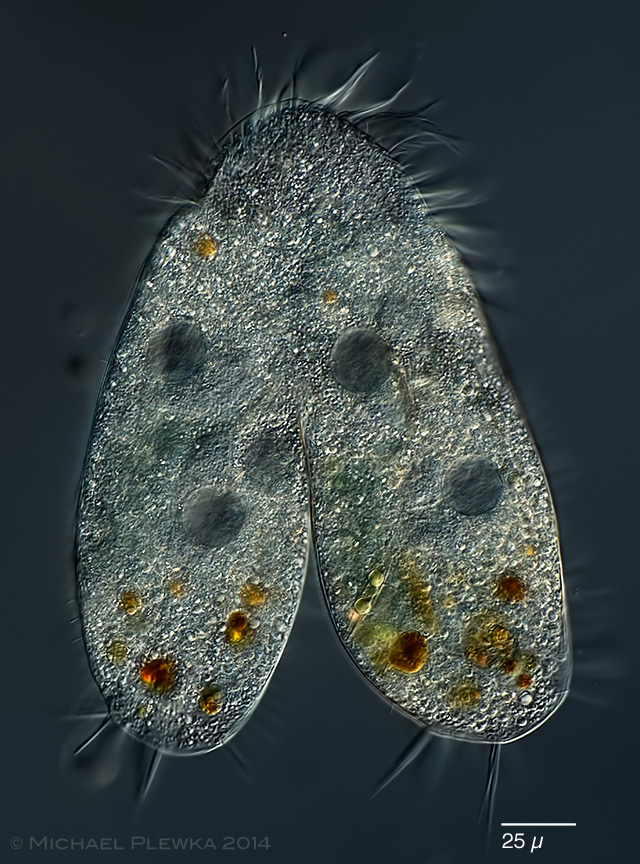 Freshwater and other micro-organisms from Germany: Stylonychia mytilus ...