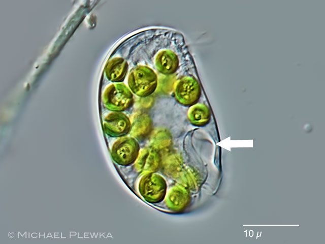 Leben im Teich (Life in a pond); Grüner Zwerginfusor : Microthorax ...