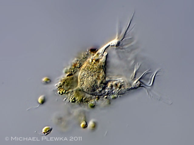 plingfactory: Stefansbachtal Gevelsberg: Leben im Teich: das ...