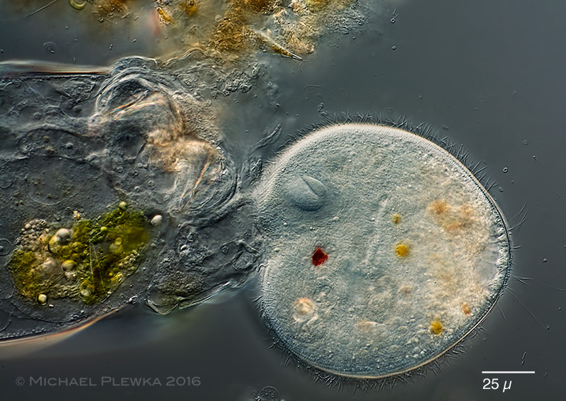 Freshwater and other micro-organisms from Germany: Holophrya teres ...