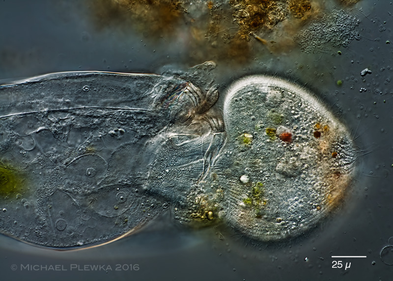 Freshwater and other micro-organisms from Germany: Holophrya teres ...