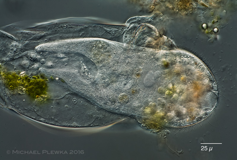 Freshwater and other micro-organisms from Germany: Holophrya teres ...