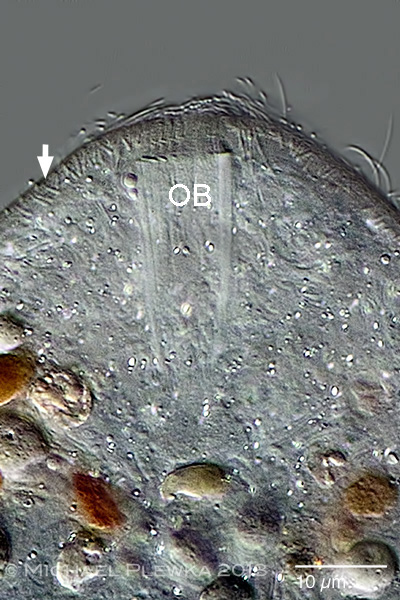 Freshwater and other micro-organisms from Germany: Holophrya teres ...