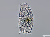 Freshwater and other micro-organisms from Germany: Protists (Protozoa ...