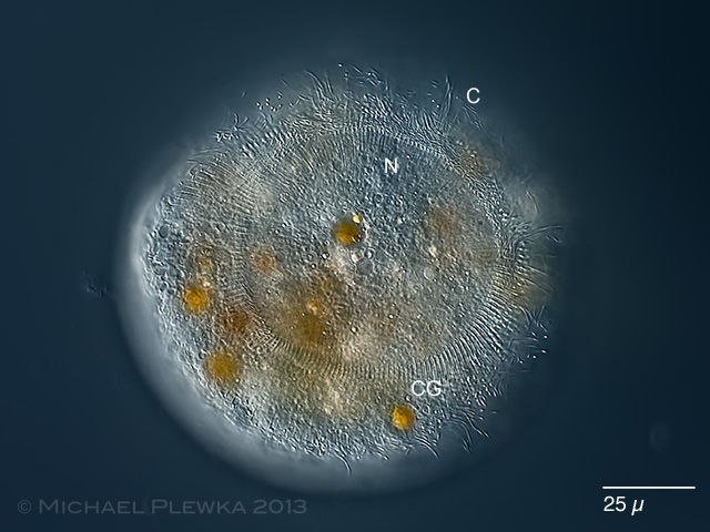 Leben im Teich: Cyclotrichium viride, (Gymnostomatea, Ciliata, Protista)