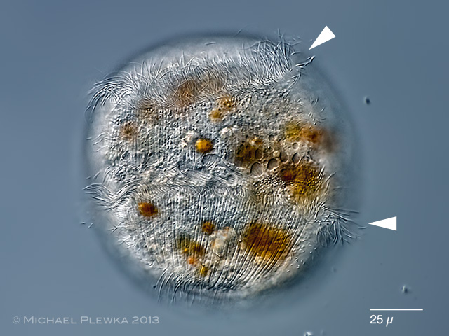 Leben im Teich: Cyclotrichium viride, (Gymnostomatea, Ciliata, Protista)