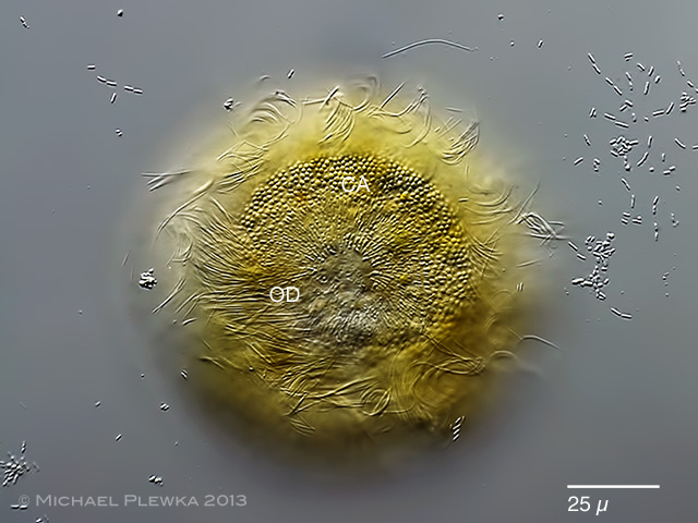 Leben im Teich: Cyclotrichium viride, (Gymnostomatea, Ciliata, Protista)