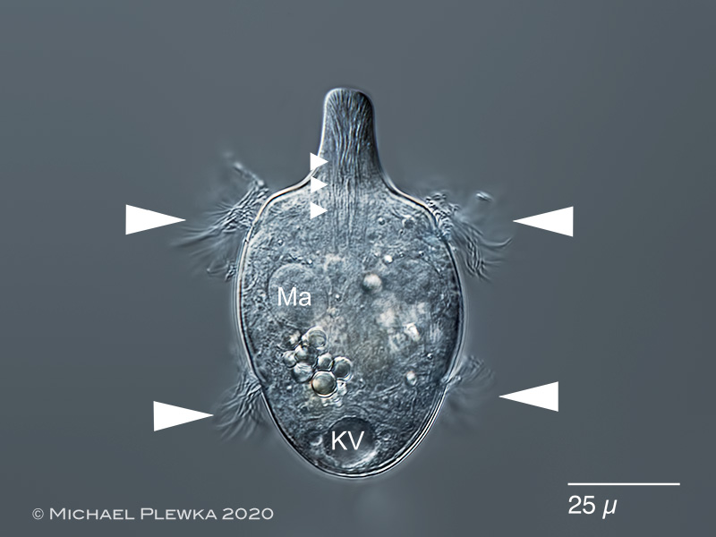 Freshwater and other micro-organisms from Germany: Didinium nasutum ...