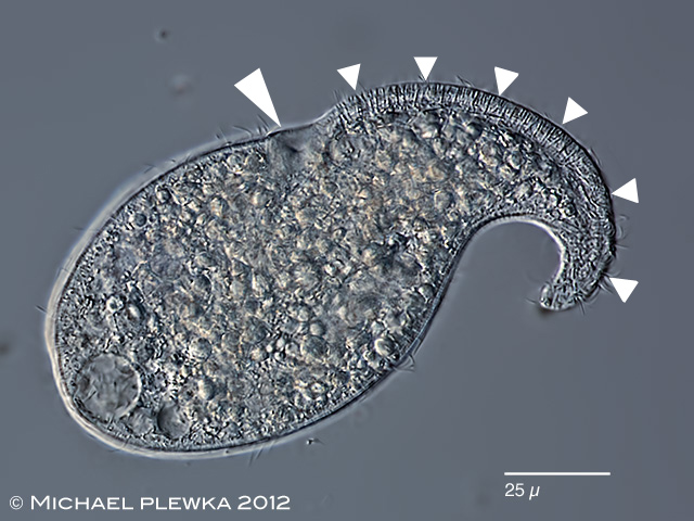 Freshwater and other micro-organisms from Germany: Dileptus conspicuus ...