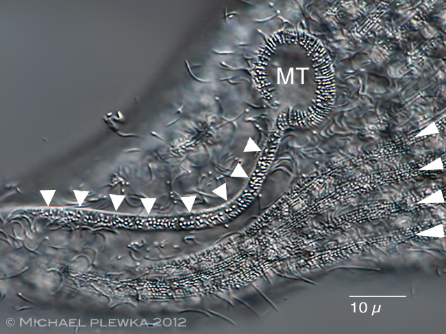 Freshwater and other micro-organisms from Germany: Dileptus conspicuus ...