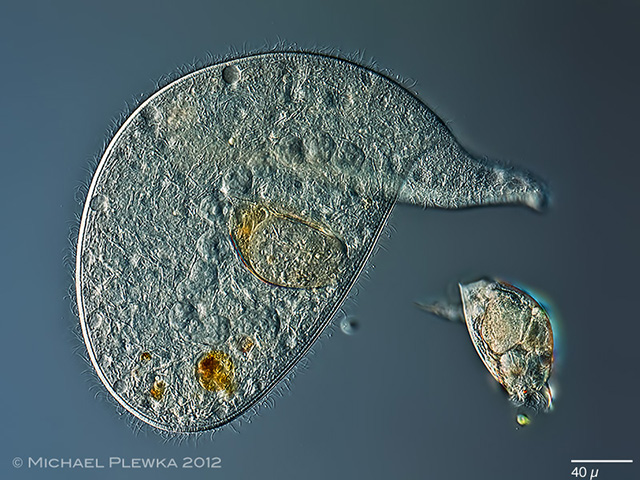 Freshwater and other micro-organisms from Germany: Paradileptus ...