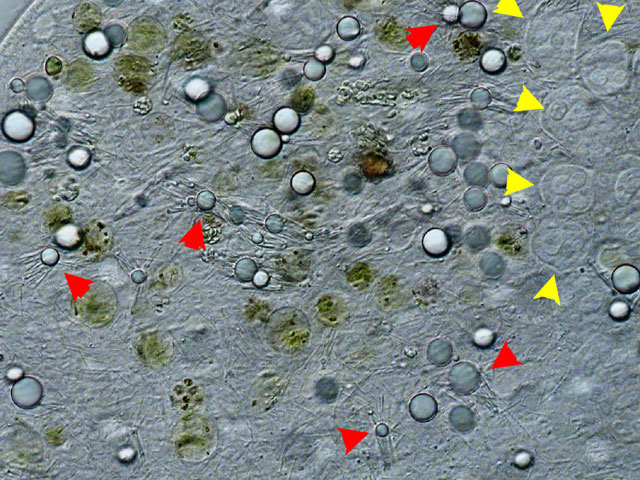 Freshwater and other micro-organisms from Germany: Paradileptus ...