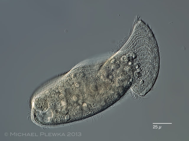 Freshwater and other micro-organisms from Germany: Spathidium cf ...
