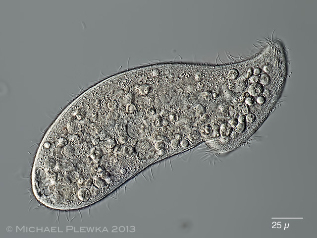 Freshwater and other micro-organisms from Germany: Spathidium cf ...