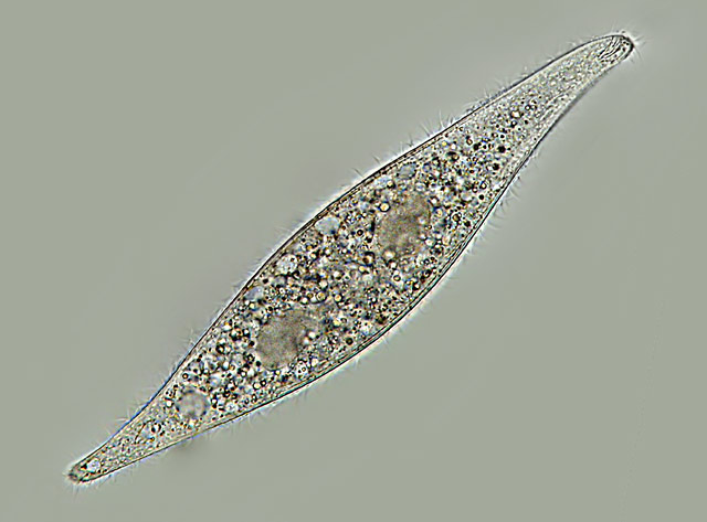 Limnic and other micro-organisms from Germany: Amphileptus pleurosigma ...
