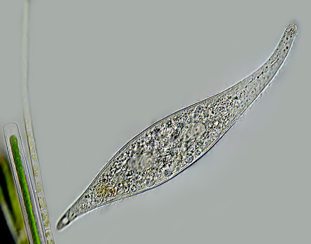 Limnic and other micro-organisms from Germany: Amphileptus pleurosigma ...