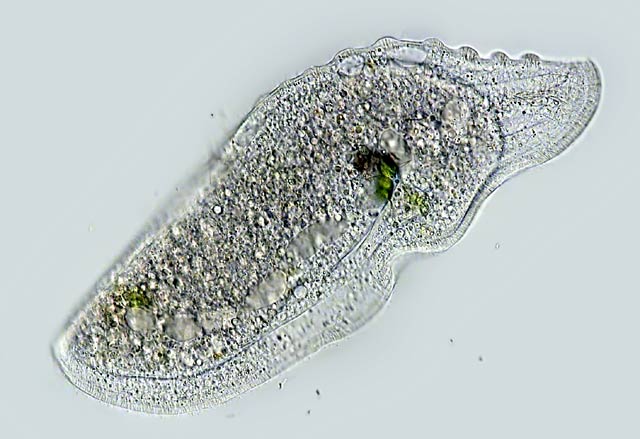 Leben im Teich: "Wallendes Blatt" (Loxophyllum maleagris ...