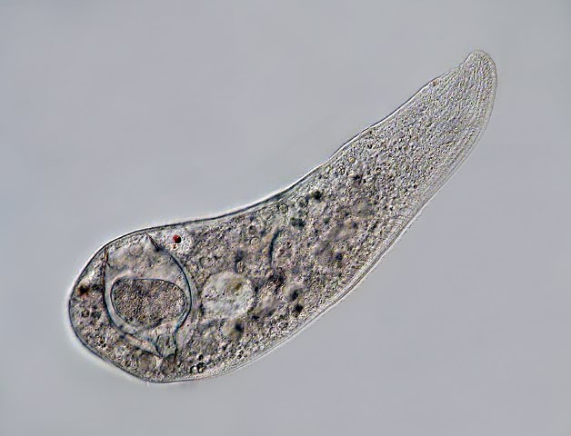 Leben im Teich: "Wallendes Blatt" (Loxophyllum maleagris ...