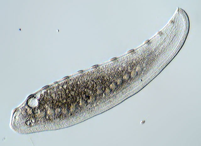 Leben im Teich: "Wallendes Blatt" (Loxophyllum maleagris ...