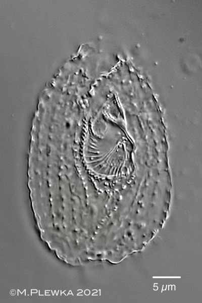 Freshwater and other micro-organisms from Germany: Sathrophilus ...