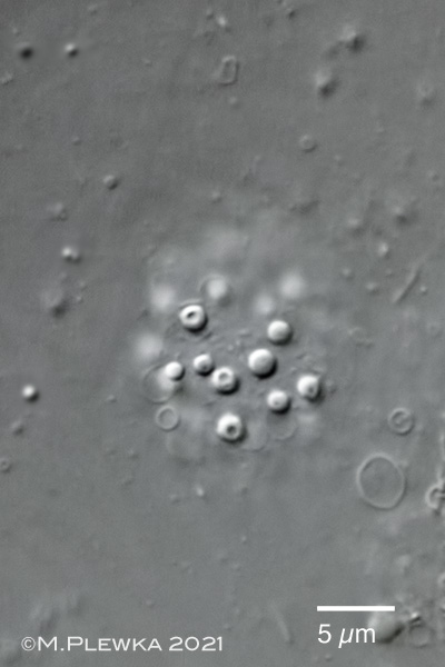 Freshwater and other micro-organisms from Germany: Sathrophilus ...