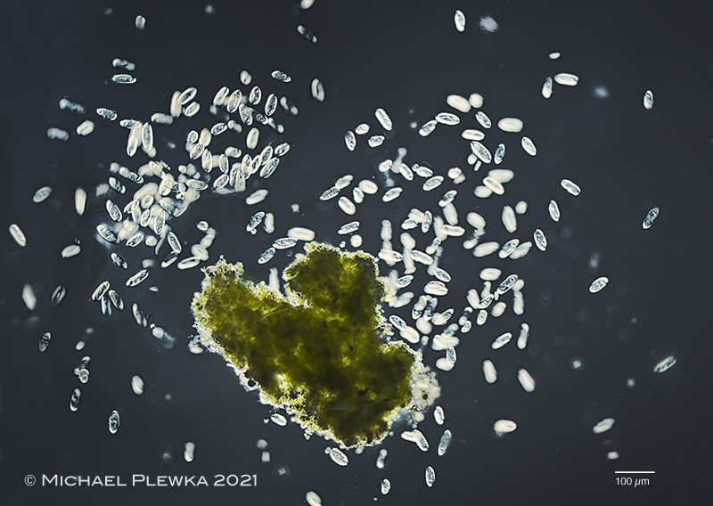 Freshwater and other micro-organisms from Germany: Sathrophilus ...