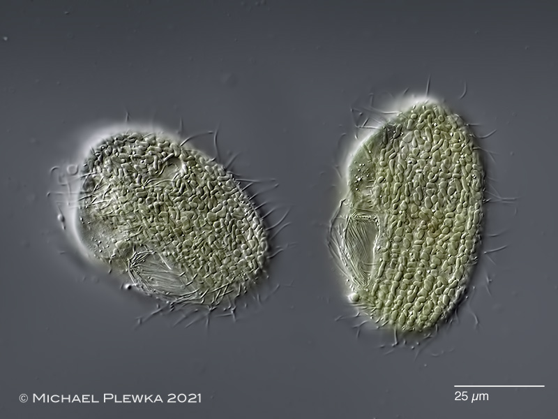 Freshwater and other micro-organisms from Germany: Sathrophilus ...