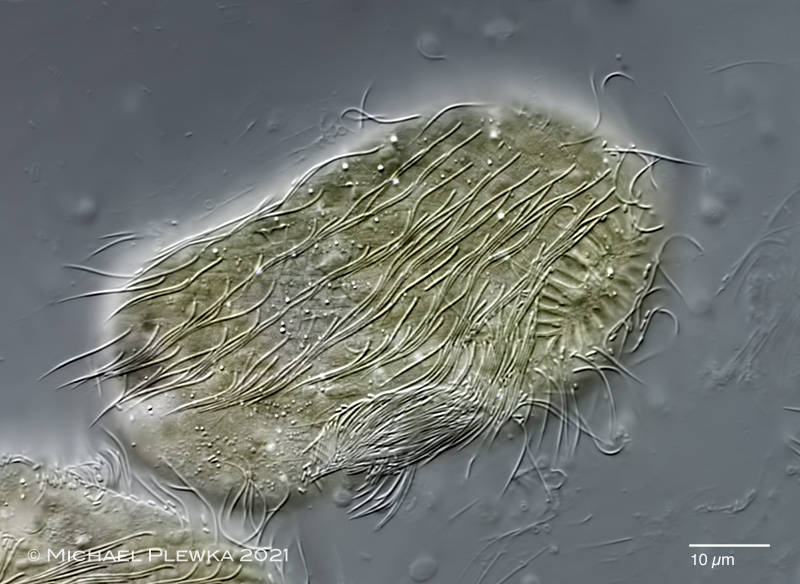 Freshwater and other micro-organisms from Germany: Sathrophilus ...