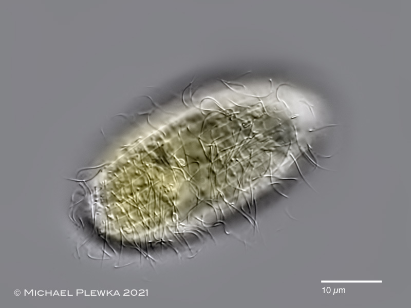 Freshwater and other micro-organisms from Germany: Sathrophilus ...