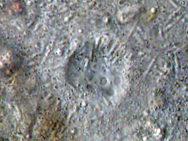 Freshwater and other micro-organisms from Germany: Frontonia atra ...