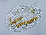 Freshwater and other micro-organisms from Germany: Protists (Protozoa ...