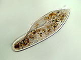 Freshwater and other micro-organisms from Germany: Protists (Protozoa ...