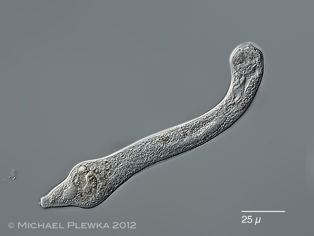 Freshwater and other micro-organisms from Germany: Gerda crassicaule ...