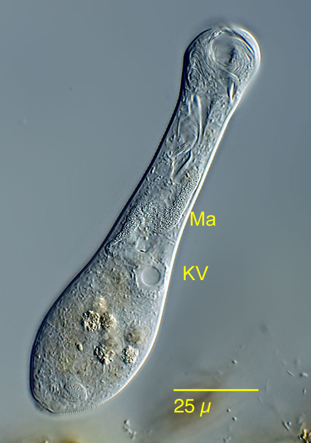 Freshwater and other micro-organisms from Germany: Gerda crassicaule ...