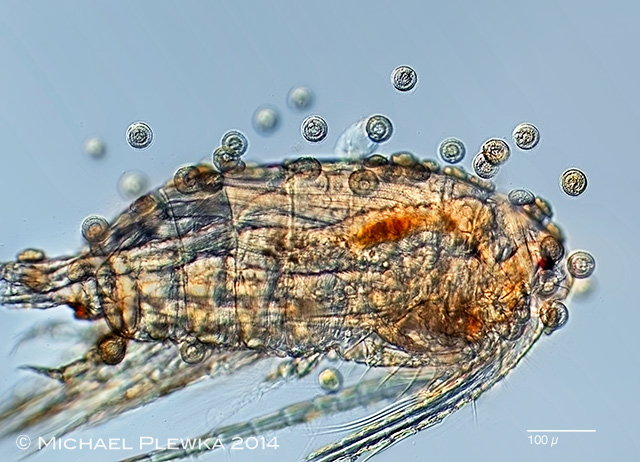 Freshwater and other micro-organisms from Germany: Trichodina domerguei ...