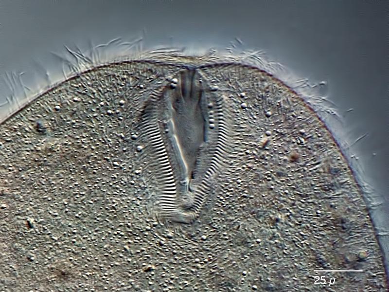 Freshwater and other micro-organisms from Germany: Holophrya teres ...