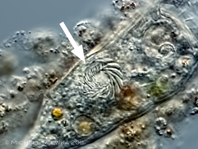 Freshwater and other micro-organisms from Germany: Tintinnidium ...