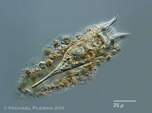 Freshwater and other micro-organisms from Germany: Tintinnidium ...