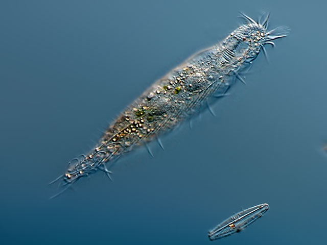Leben im Teich: Uroleptus piscis, Hypotrichia, Ciliata